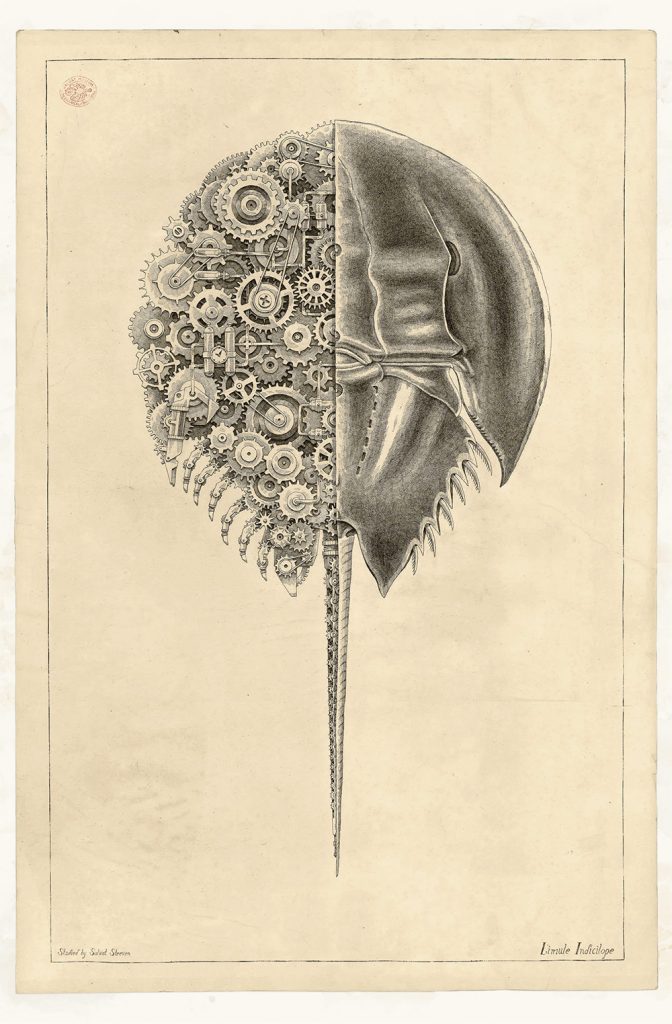 Les dessins de crustacés mécaniques de Steeven Salvat - Dessein de dessin