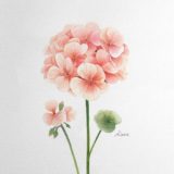 comment dessiner une fleur en trois étapes par Kate Kyehyun Park ...