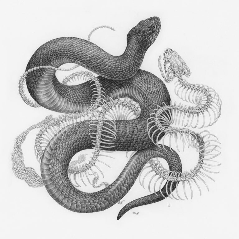 Les serpents au graphite de Zoe Keller - Dessein de dessin
