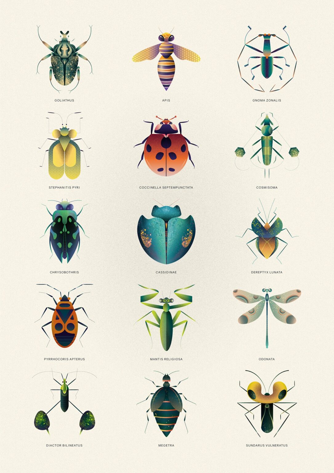 Insecta - des dessins d'insectes par Léo Alexandre - Dessein de dessin